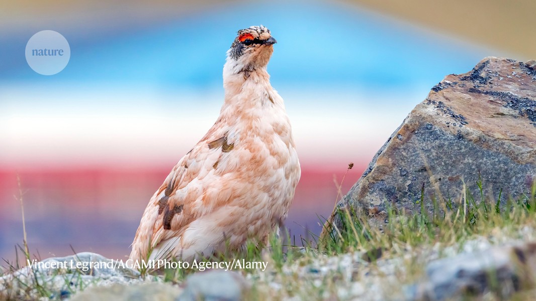 The world’s northernmost bird is a clock-watcher