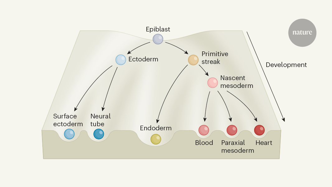 Gastrulation In Mammals Gastrulation In Frog | Morphogenetic Movement
