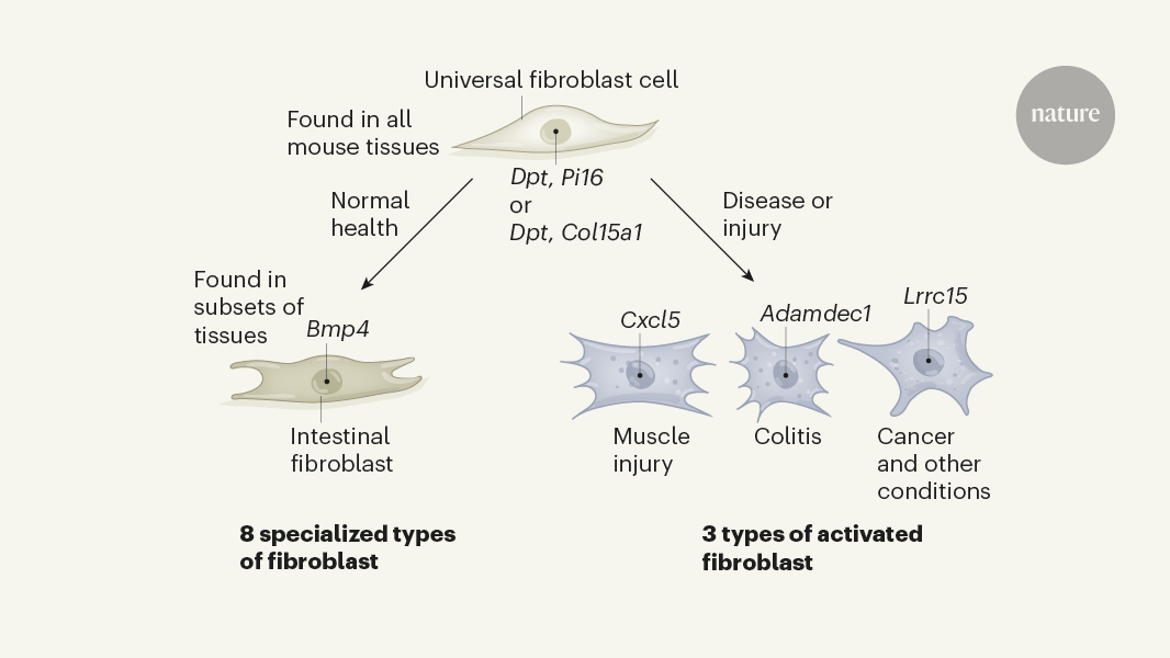Fibroblast cells reveal their ancestry