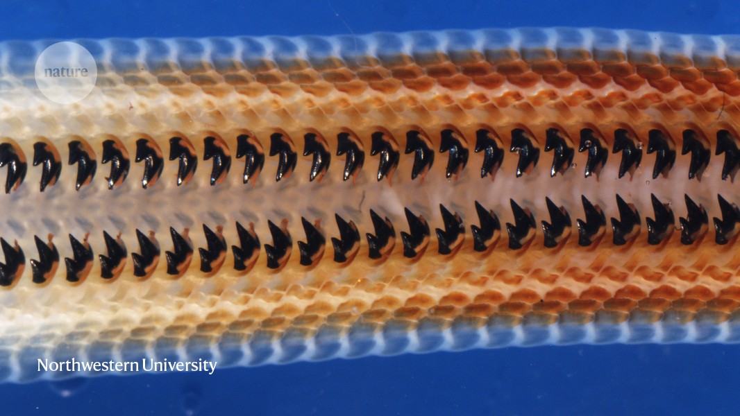 The surprise hidden in the teeth of the ‘wandering meatloaf’