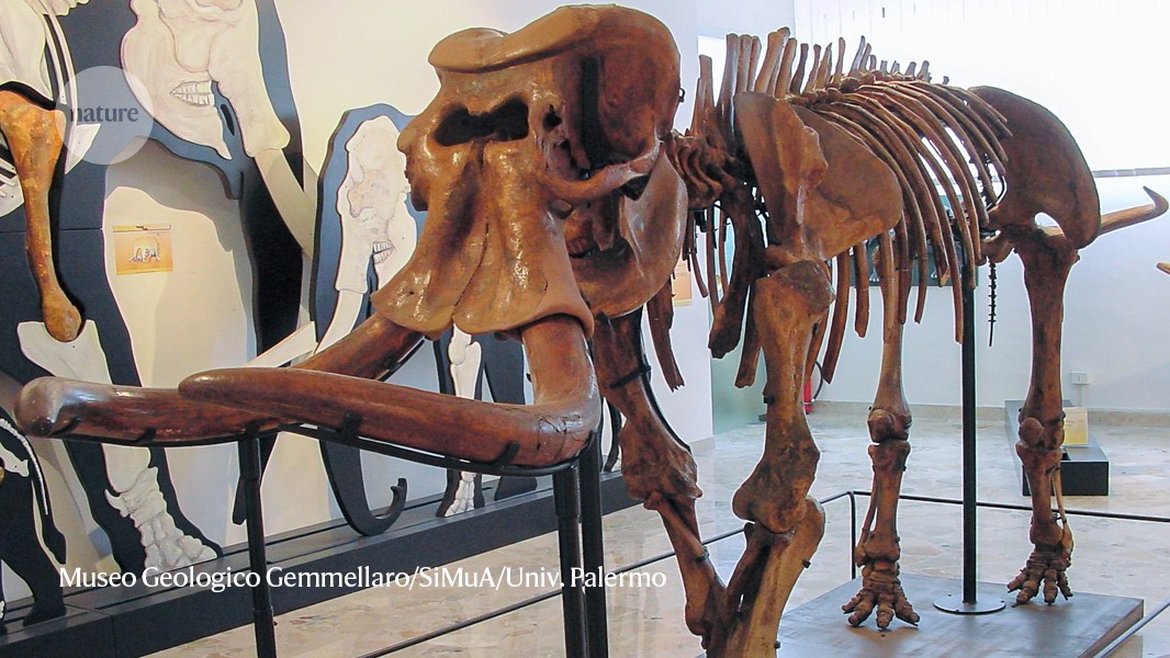 Prehistoric dwarf elephants lost weight in no time