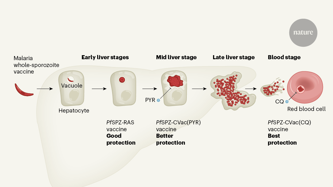 Malaria vaccine gets a parasite boost in the liver