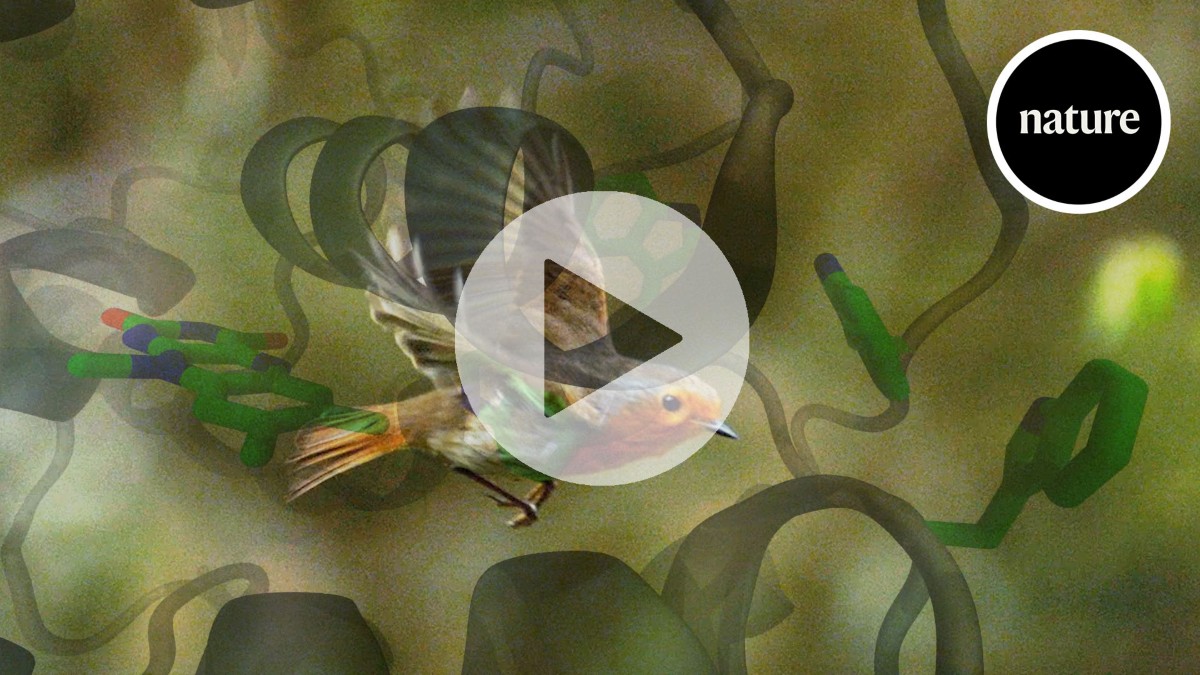 How quantum biology could help birds 'see' magnetic fields