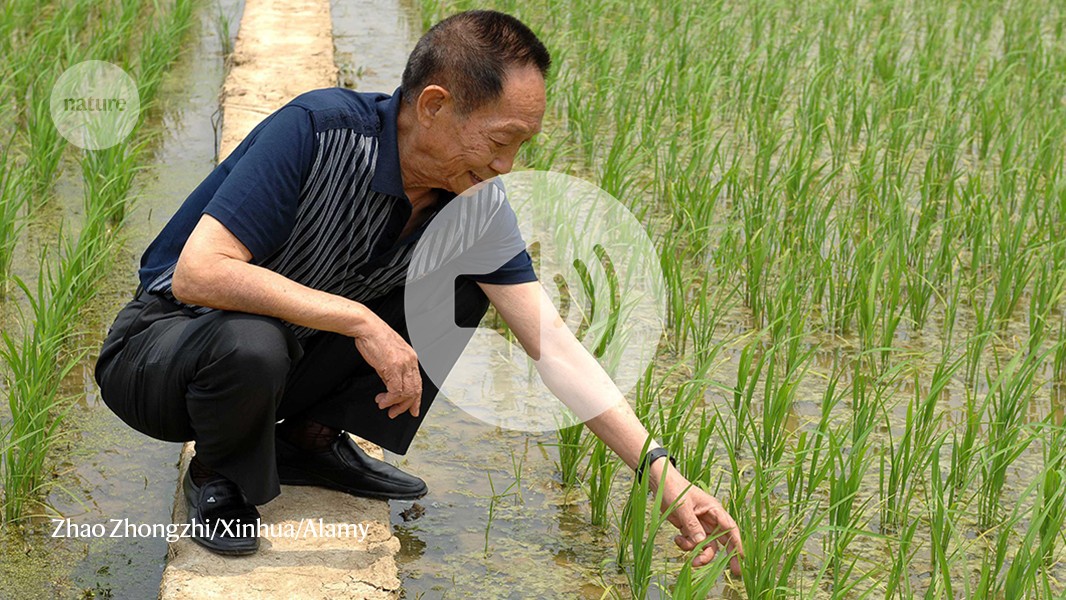 The scientist whose hybrid rice helped feed billions