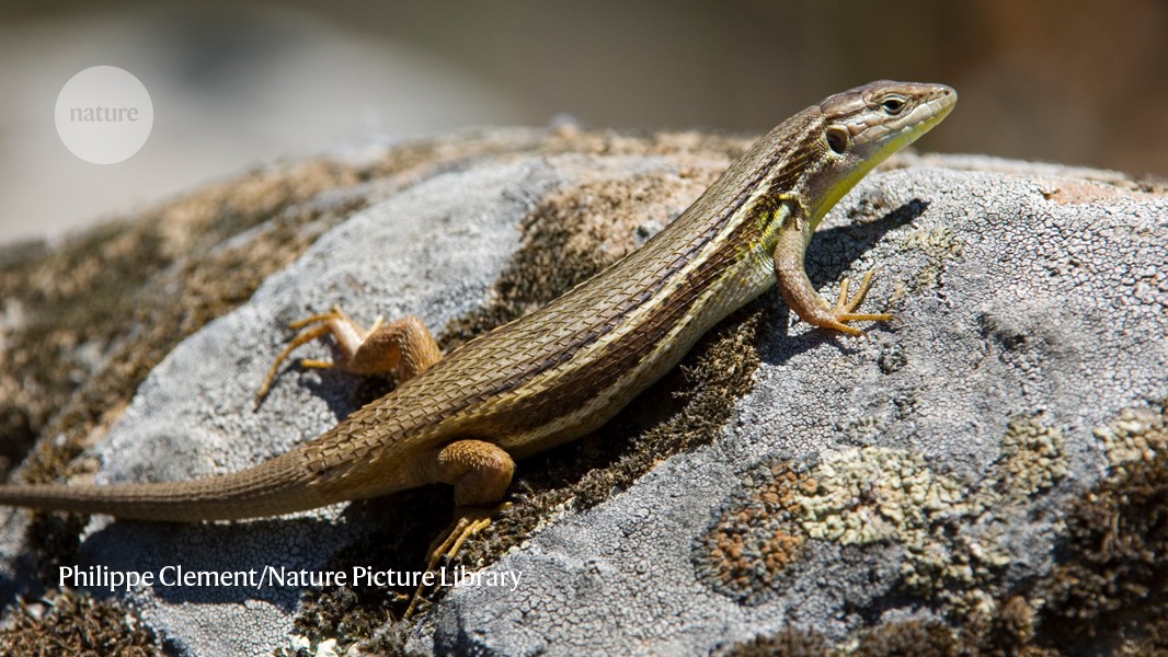 Destructive fires serve as pest control for lizards