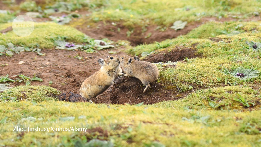 Pikas in high places have a winter-time treat: yak poo