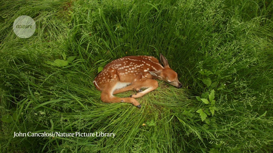 Deer infections, vaccination nudges and predicting ‘breakthrough’ COVID ...