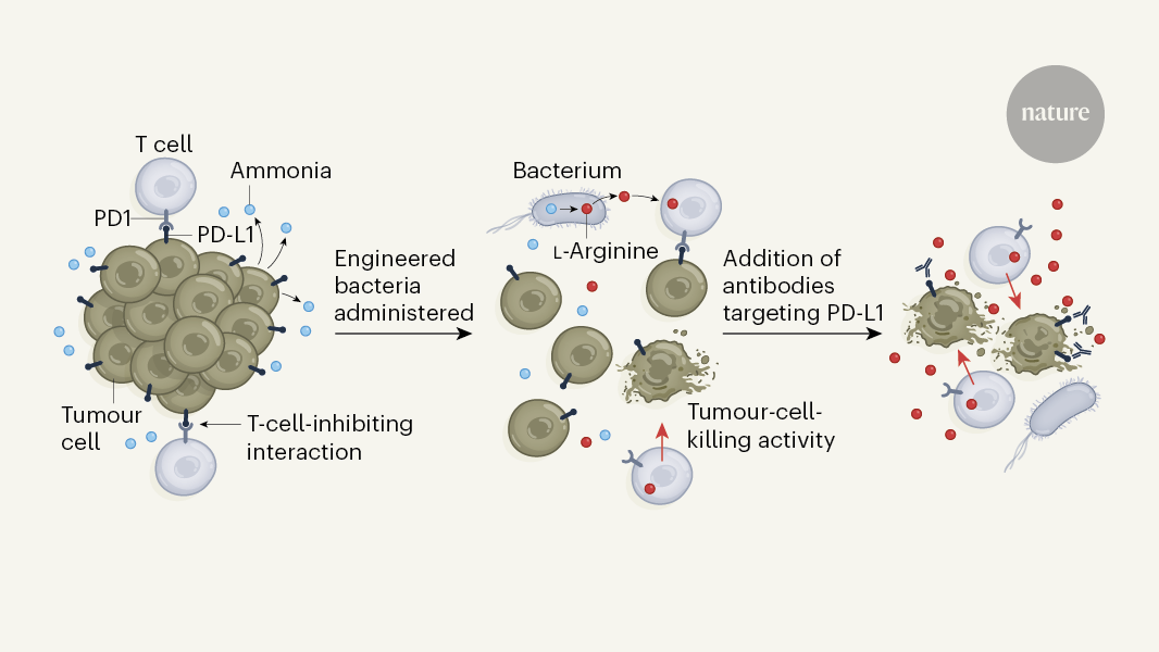 Bacteria recycle tumour waste to fuel immune cells