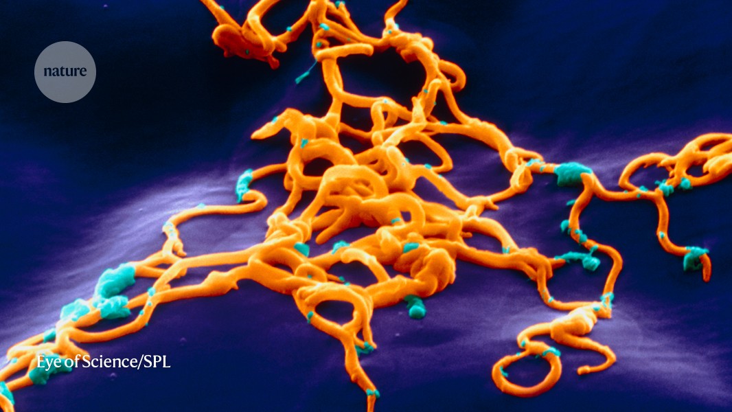 An abandoned antibiotic makes a comeback to fight a common illness