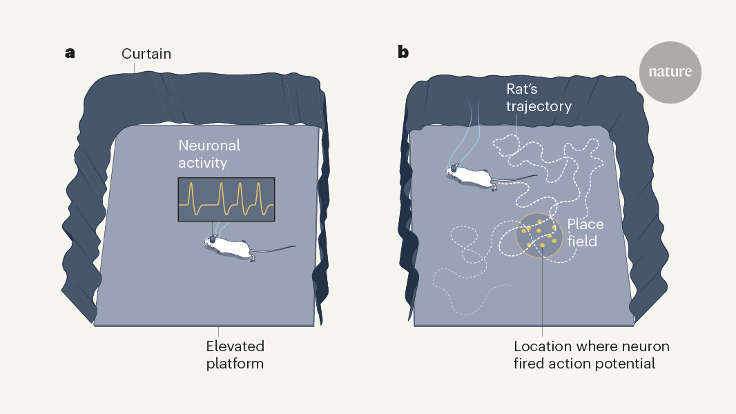 Fifty years of the brain’s sense of space