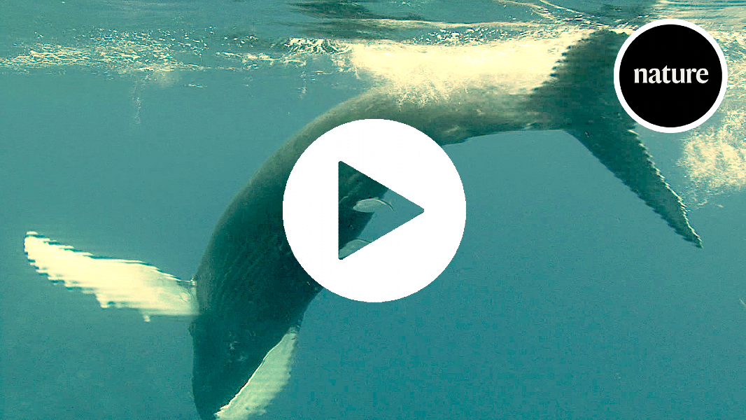 Whale-cams reveal how much they really eat