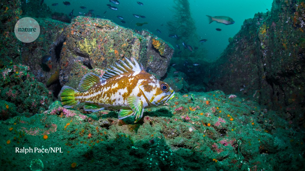 Some of Earth’s longest-lived fish show how to reach extreme ages