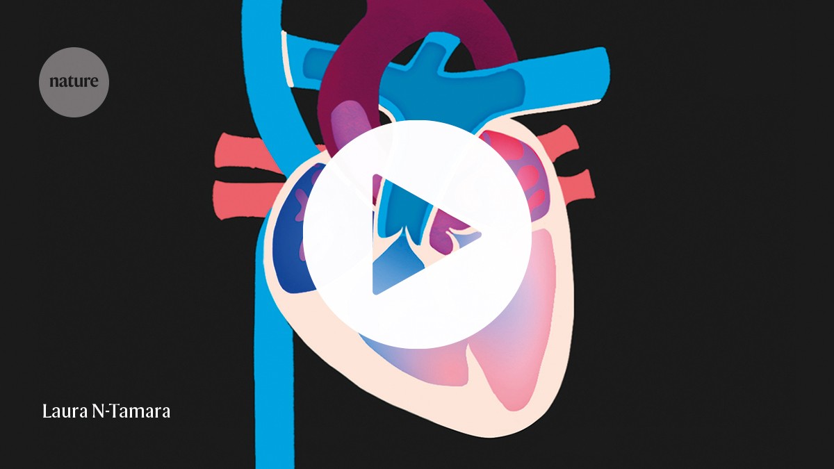 The surgical solution to congenital heart defects