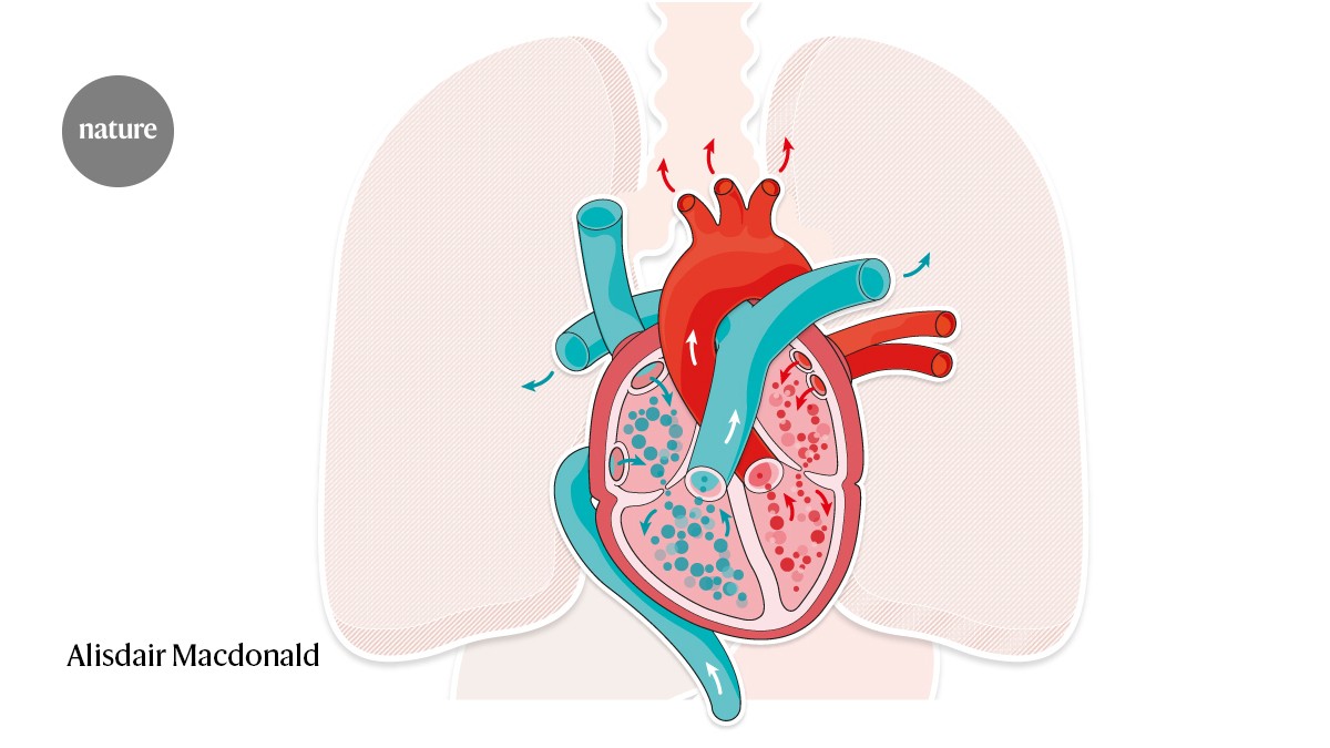 How to repair a baby’s broken heart