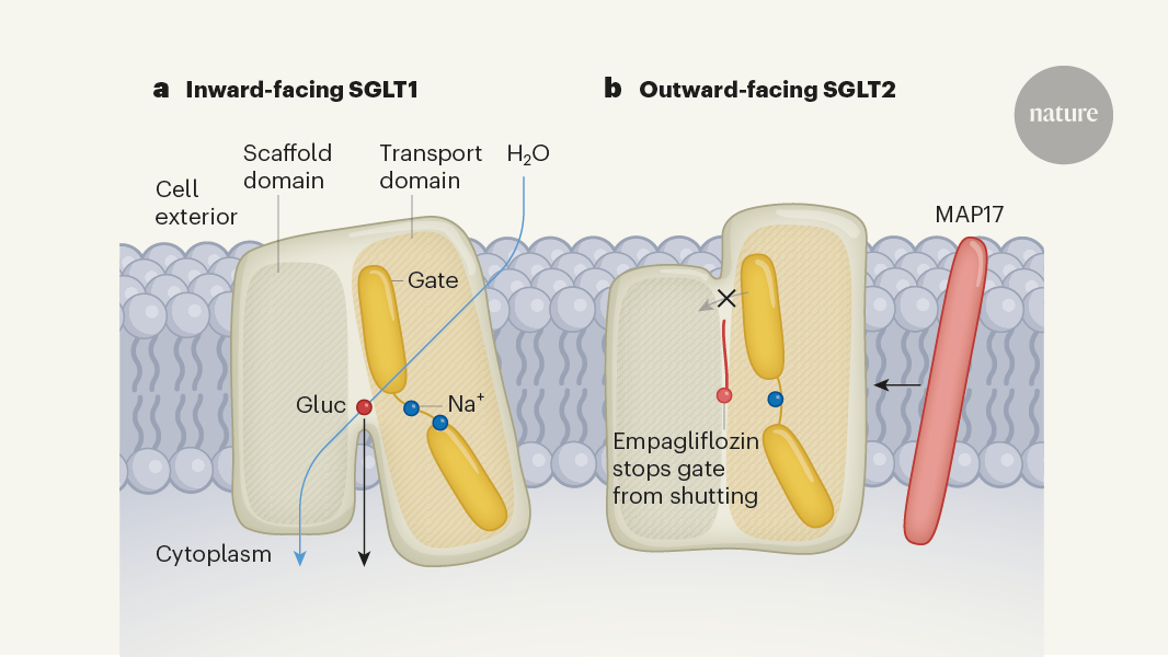 Transporter-protein structures show how salt gets a sweet ride into cells