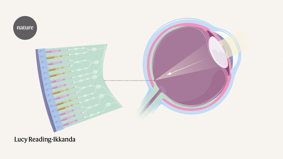 A visual guide to repairing the retina