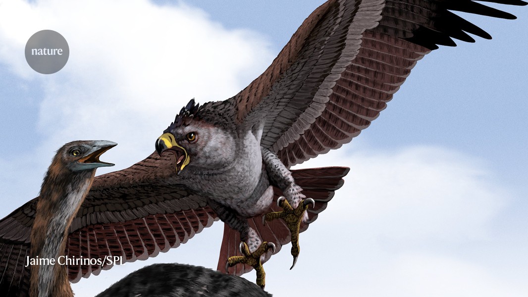 This enormous eagle could have killed you, probably