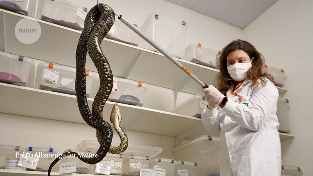 Handling snakes for science