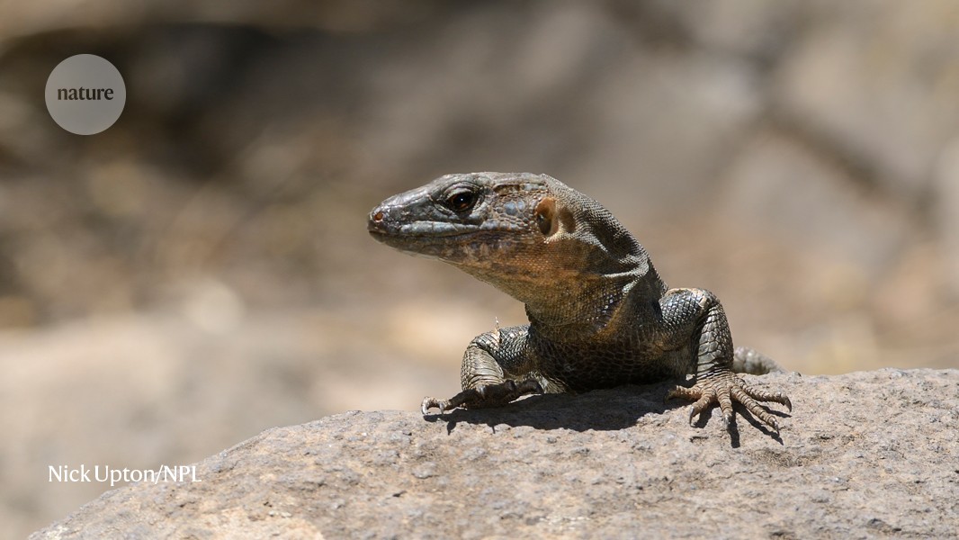 Snake escape: imported reptiles gobble an island’s lizards