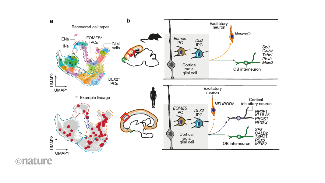 A shared origin for cortical excitatory neurons and interneurons