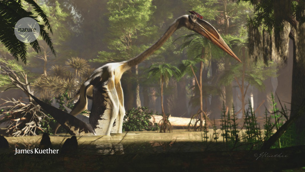 Lift off! The biggest known flying creature had an explosive launch