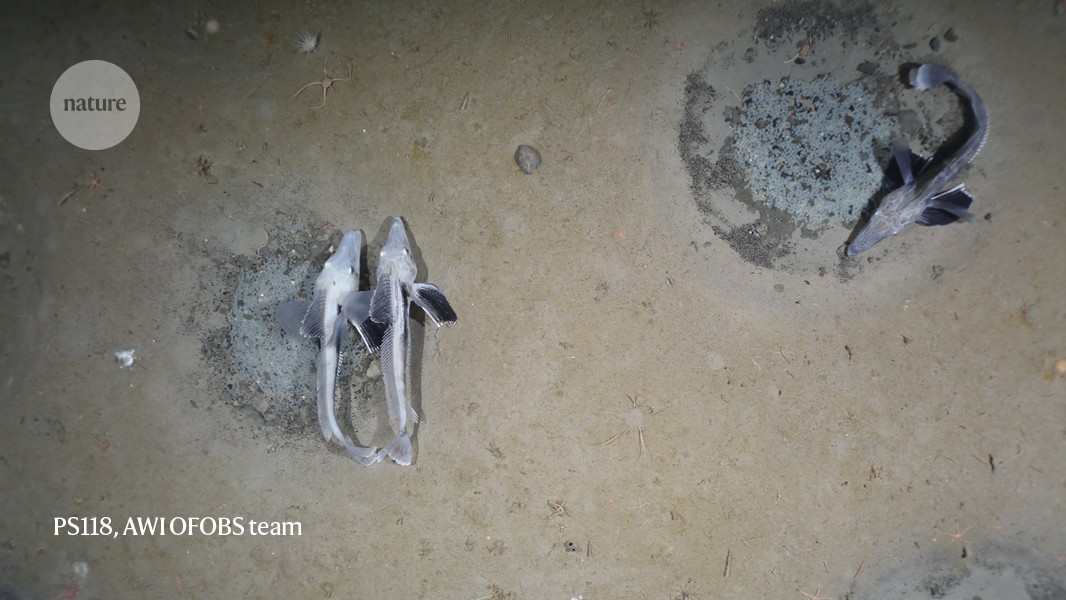 Vast fish breeding colony is more than twice the size of Paris