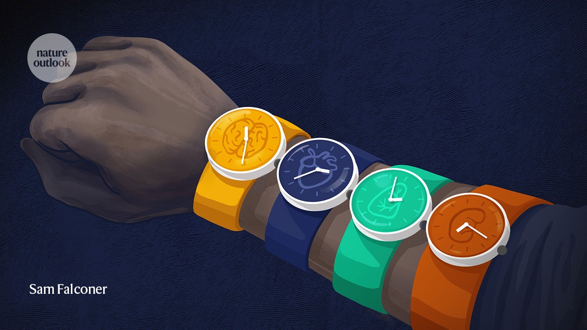 Turning back time with epigenetic clocks