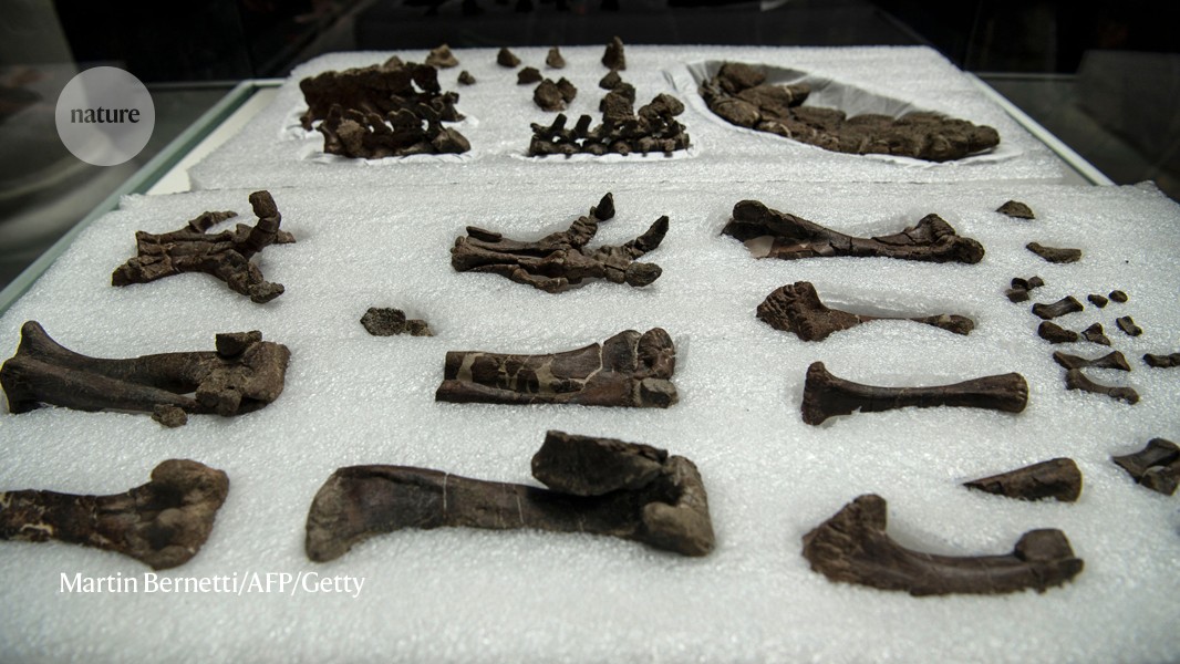 Fossil-record bias and huge research database