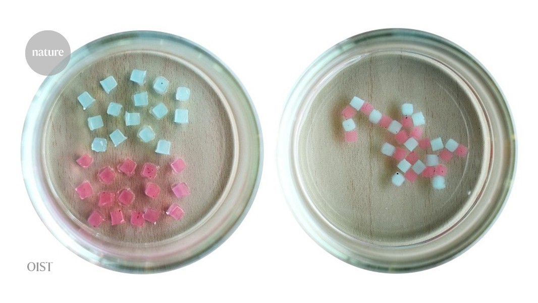 Mini-DNA strands knock macroscale blocks into shape