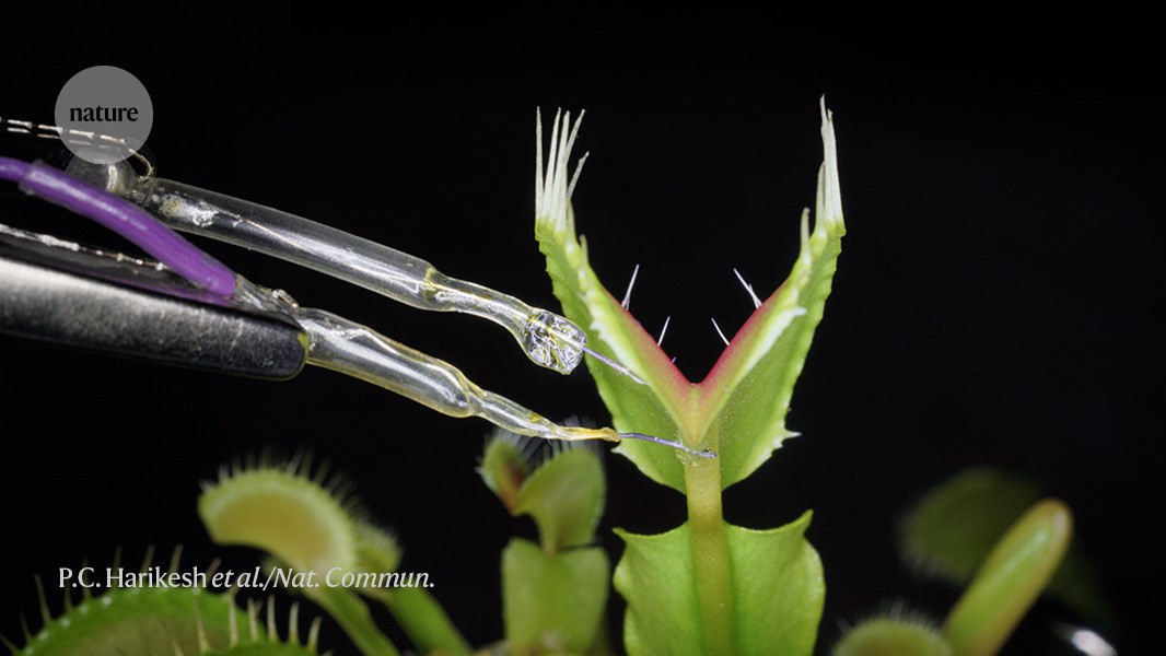 Venus flytrap snaps shut at synthetic neuron’s command