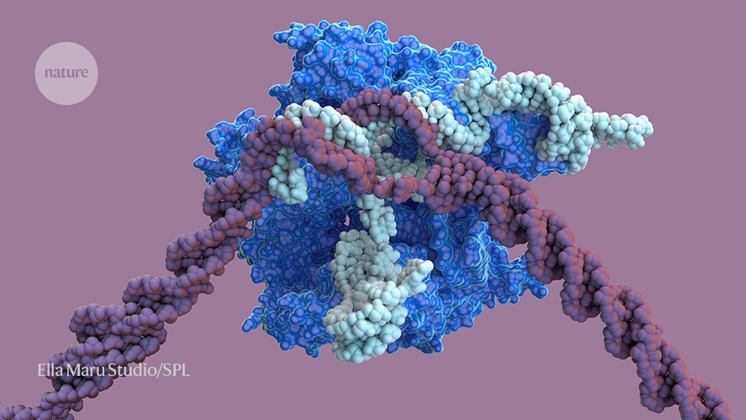 Major CRISPR patent decision won’t end tangled dispute