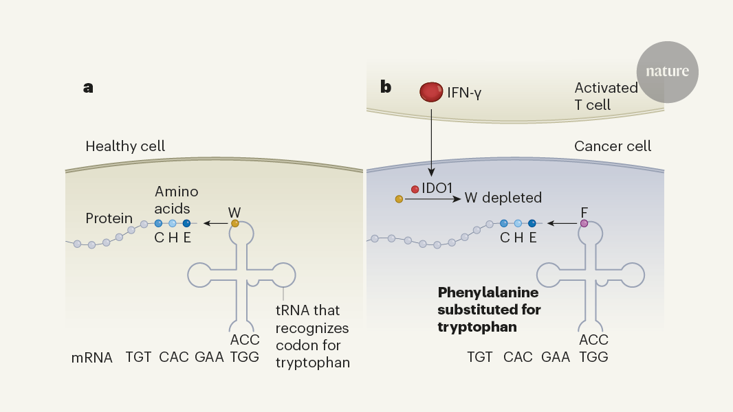Immune cells alter genetic decoding in cancer