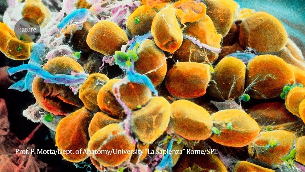 Turning up the heat on fat cells offers hope for treating obesity