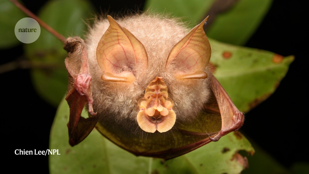 Dozens of unidentified bat species probably live in Asia — and could ...