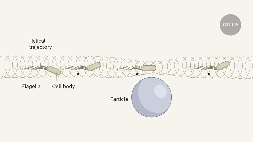 Bacteria swim faster when obstacles keep them in line
