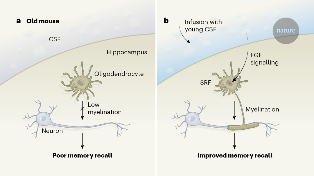 Young cerebrospinal fluid improves memory in old mice
