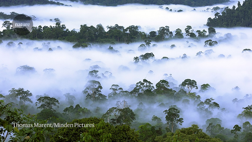 Tropical forests have big climate benefits beyond carbon storage