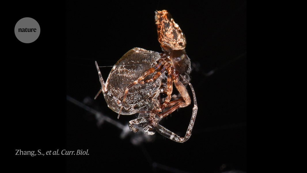 Speedy catapulting saves spiders from predators: their mates