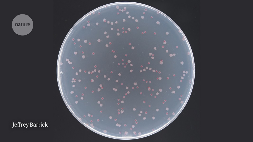 Legendary bacterial evolution experiment enters new era