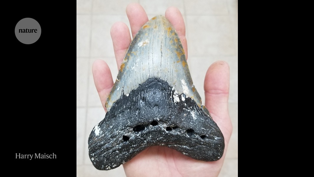 What did megalodon the mega-toothed shark eat? Anything it wanted