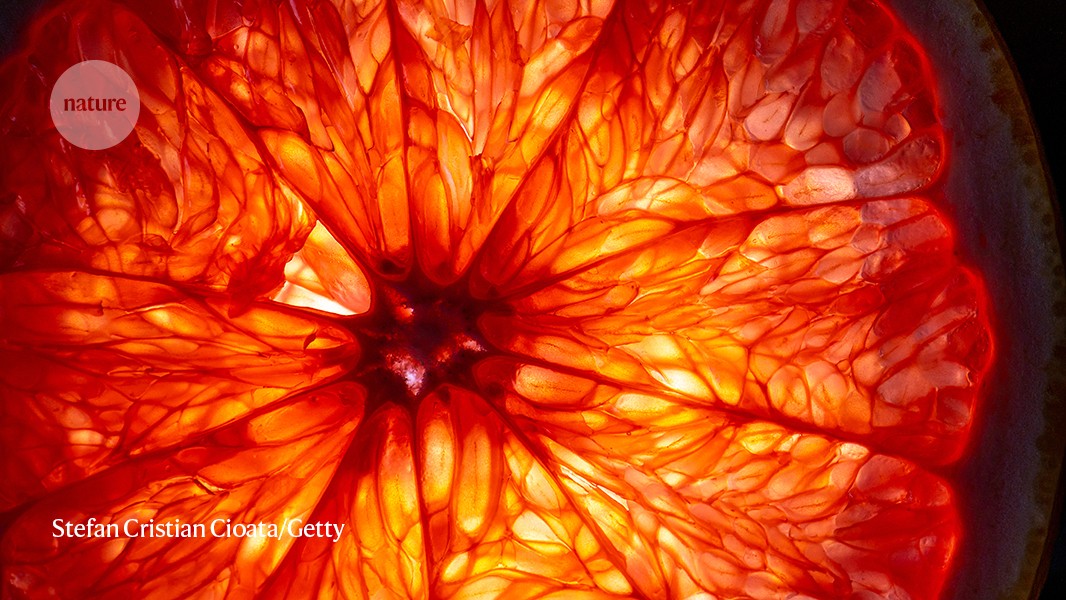 Gut microbes that munch on orange pulp charge up metabolism