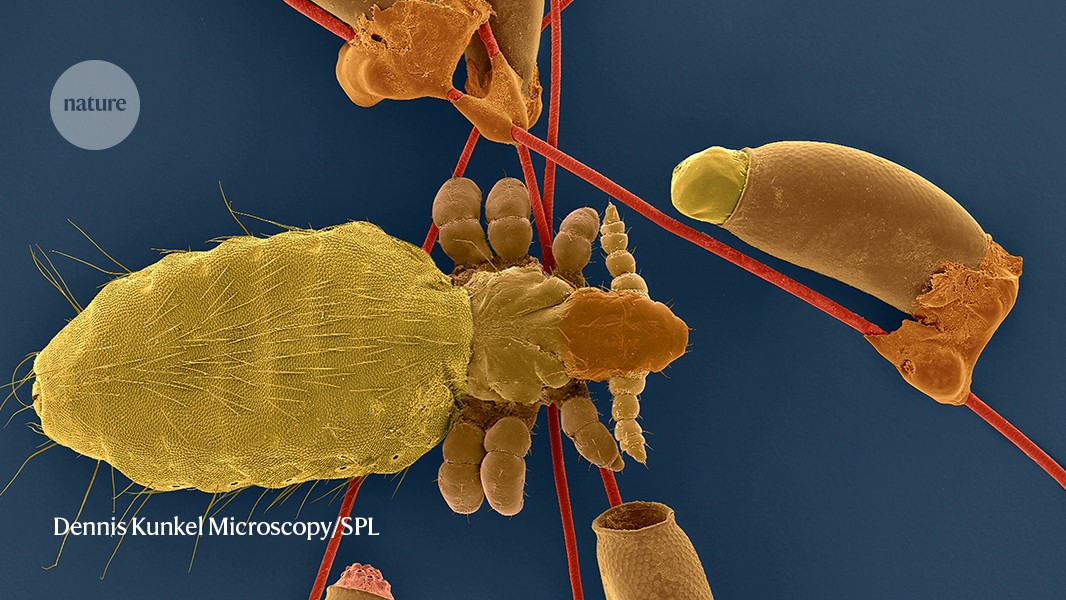 ‘Tree of lice’ pinpoints first mammal with a louse infestation