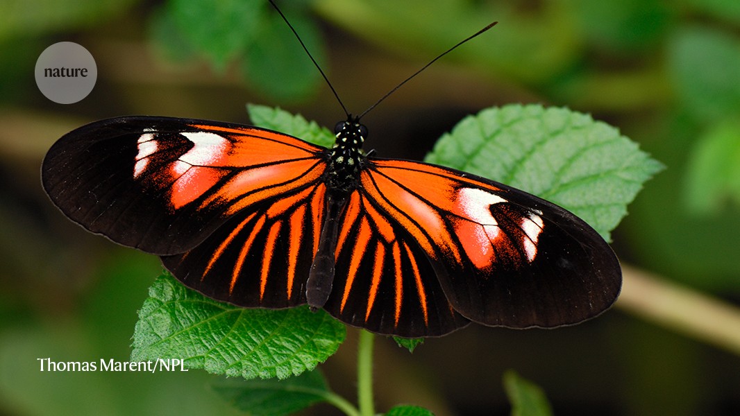 Genes purloined from across the tree of life give insects a boost