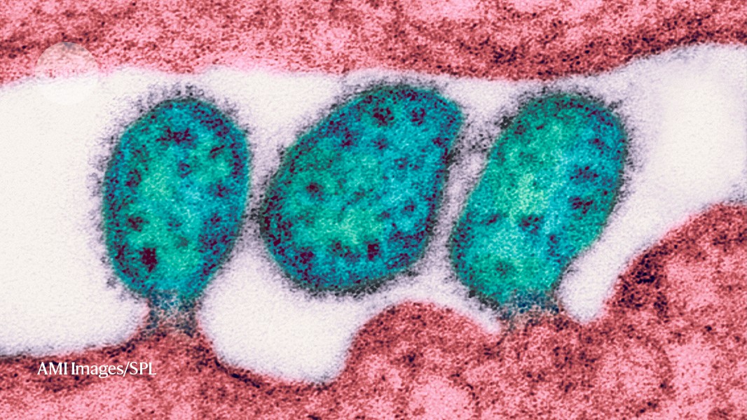 Lassa-fever vaccine confers fast protection in animals