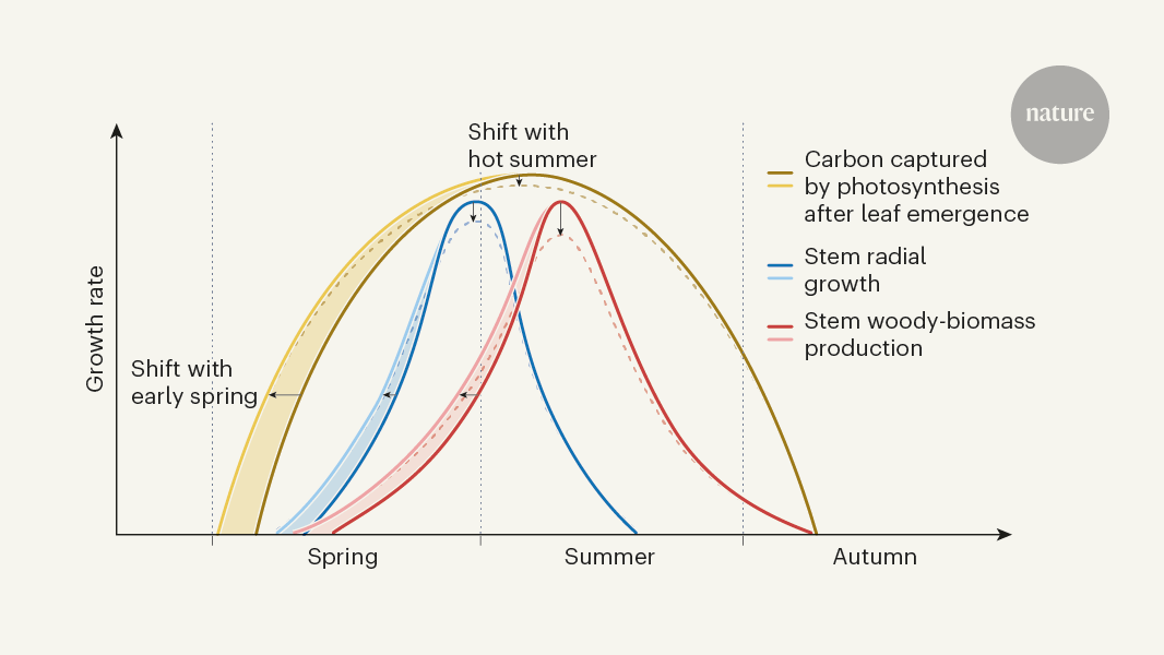 The early arrival of spring doesn’t boost annual tree growth