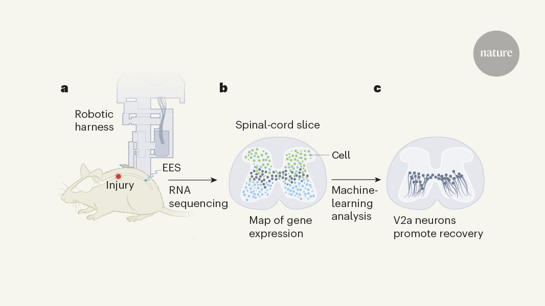Neurons that promote recovery from paralysis identified