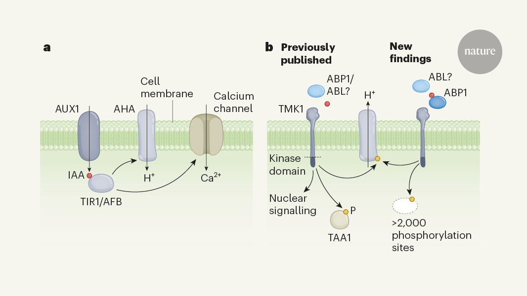 A plant auxin-binding protein resurfaces after a deep dive