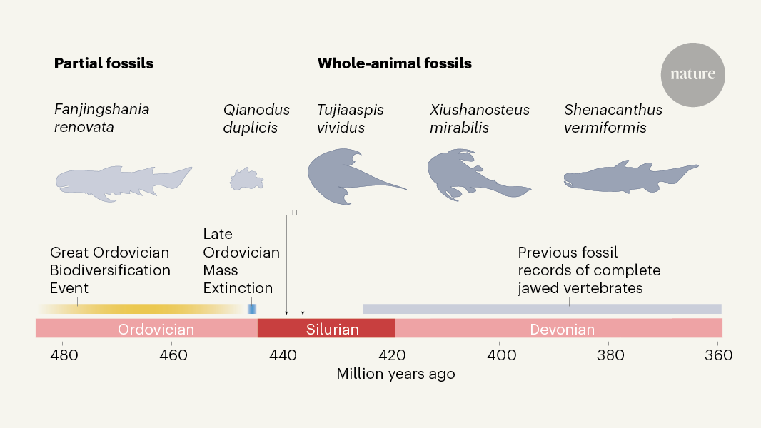 Fossils reveal the deep roots of jawed vertebrates