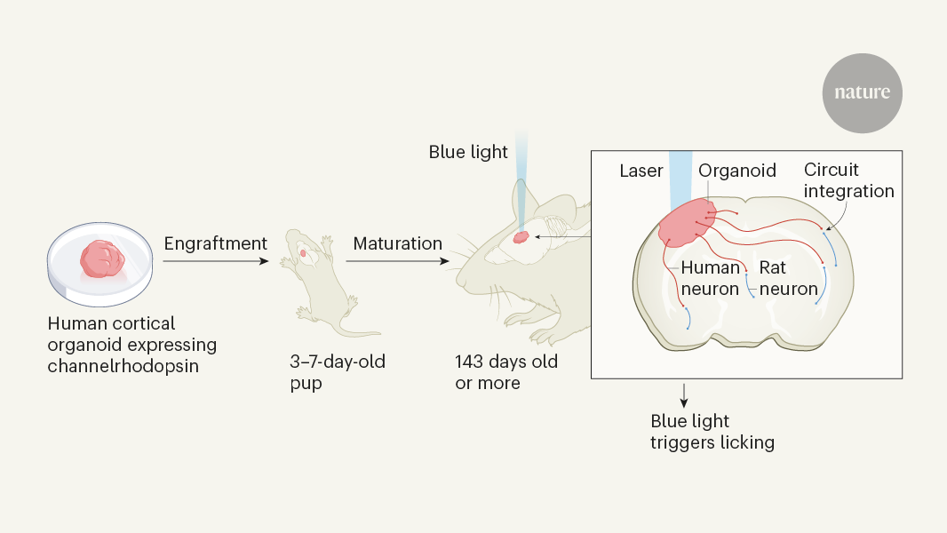 Human brain organoids influence rat behaviour