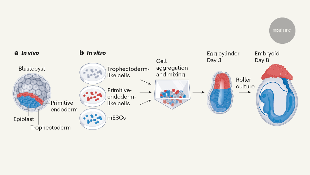 Mouse embryo models built from stem cells take shape in a dish